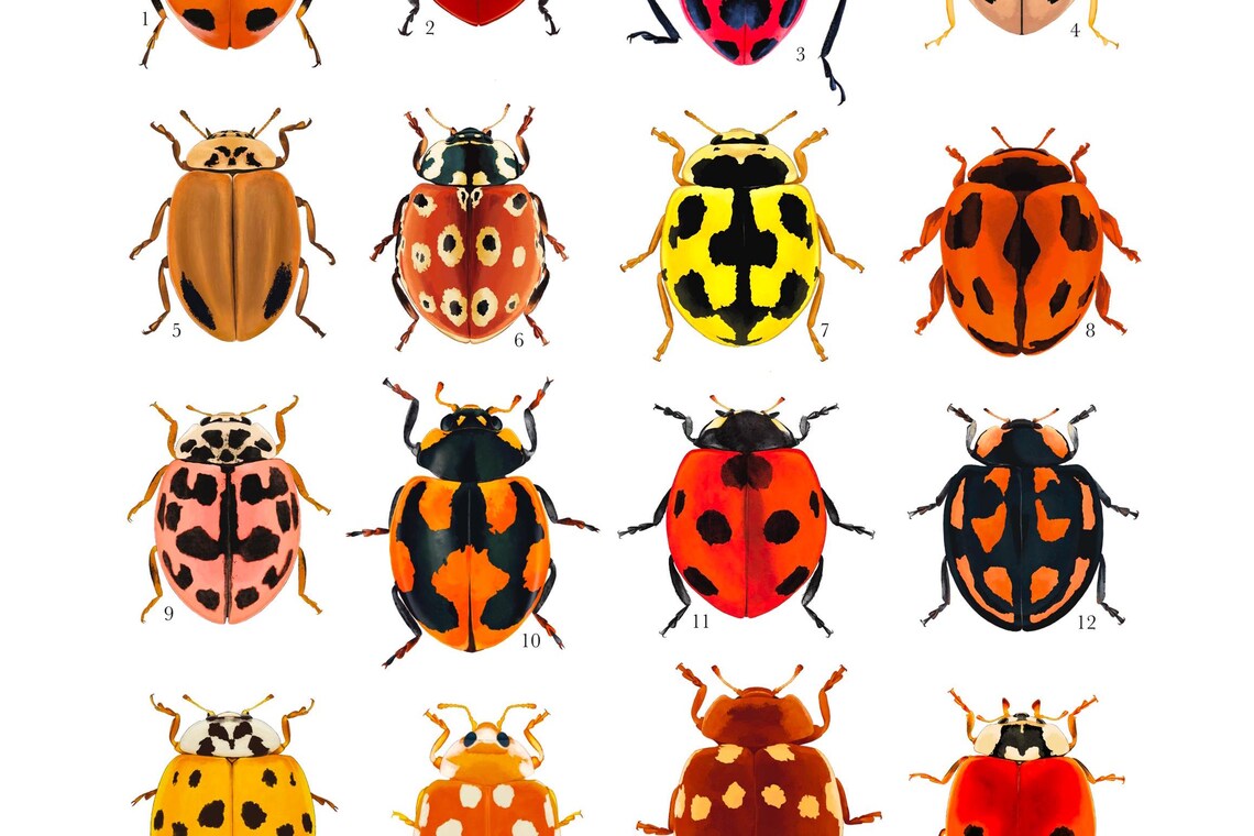 Lady Beetle Collection Art Print | Coccinellidae Illustration - Etsy