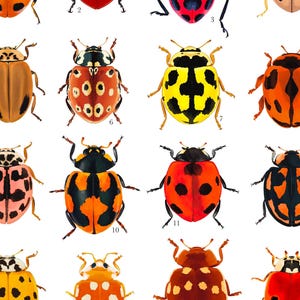 Lady Beetle Identification Chart • Coccinellidae Chart Print ...