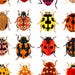 Lady Beetle Identification Chart • Coccinellidae Chart Print ...