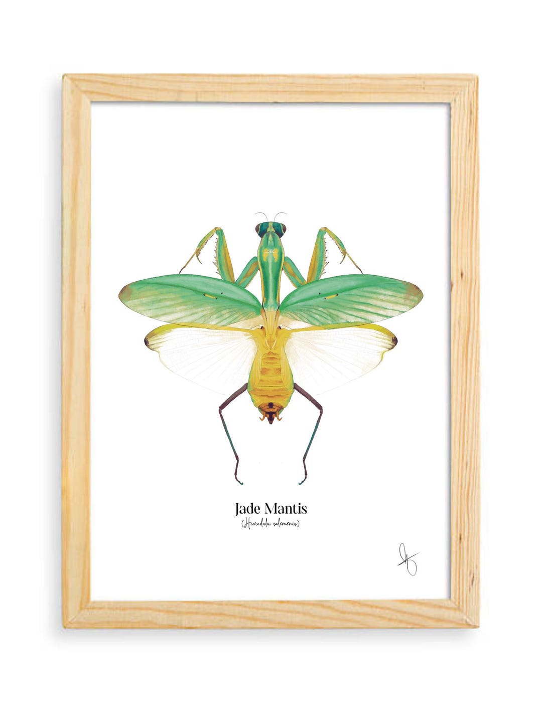 Jade Mantis Art Print - Botanical Insect Illustration - Etsy