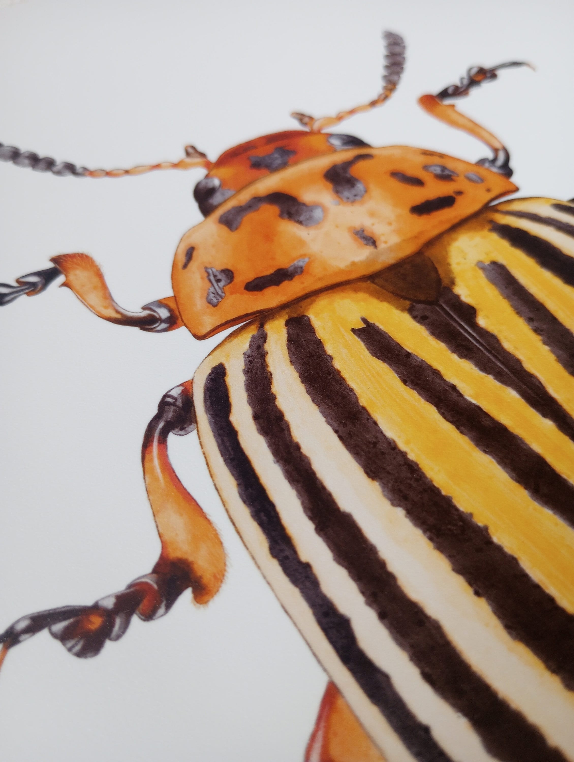 Colorado Potato Beetle Illustration - Entomology Art Print - Etsy