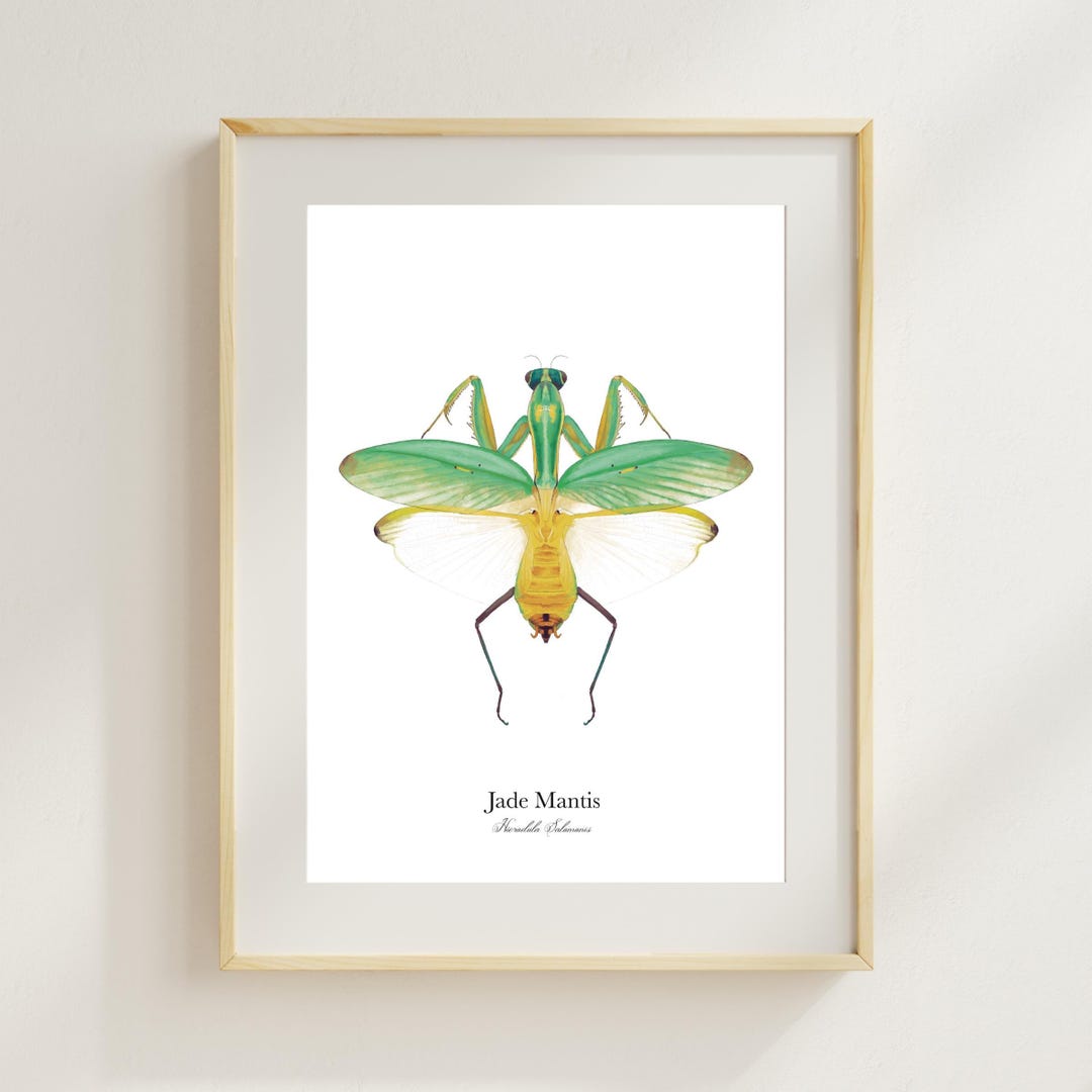 Jade Mantis Art Print - Botanical Insect Illustration - Etsy
