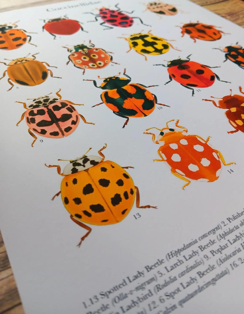 Lady Beetle Collection Art Print | Coccinellidae Illustration - Etsy
