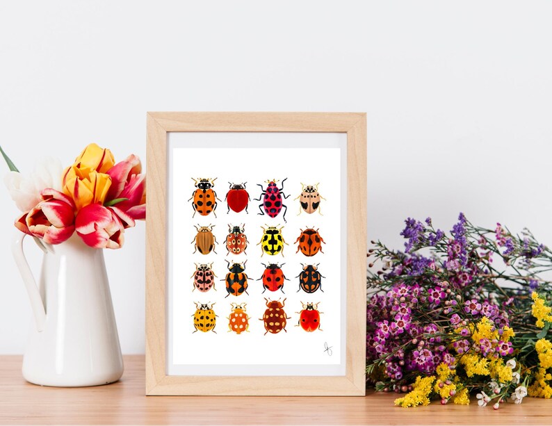 Lady Beetle Collection Art Print | Coccinellidae Illustration - Etsy
