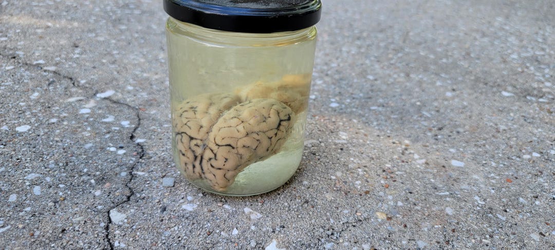 Sheep Brain Wet Preserved Specimen - Etsy