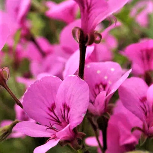 Hard to Find Chocolate Mint Scented Geranium Plant Starter - Etsy