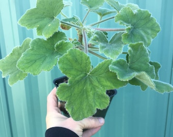 Pelargonium 'rober's Lemon Rose' Scented Geranium Plant in 4 Pot - Etsy