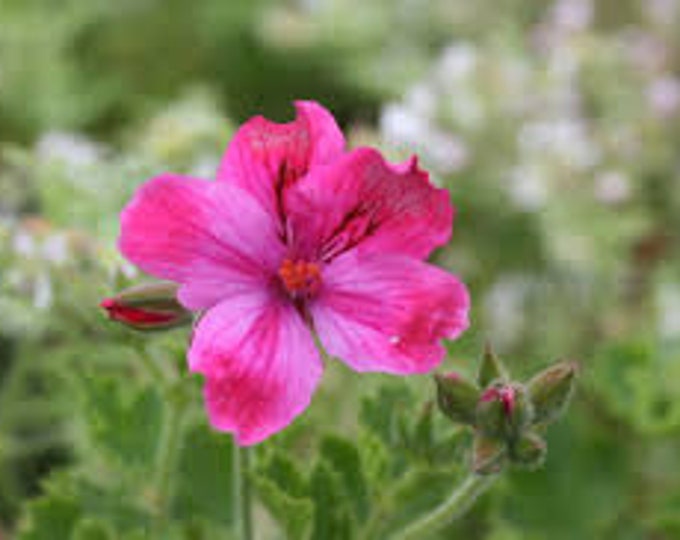 Scented Geranium Pink Champagne - Etsy