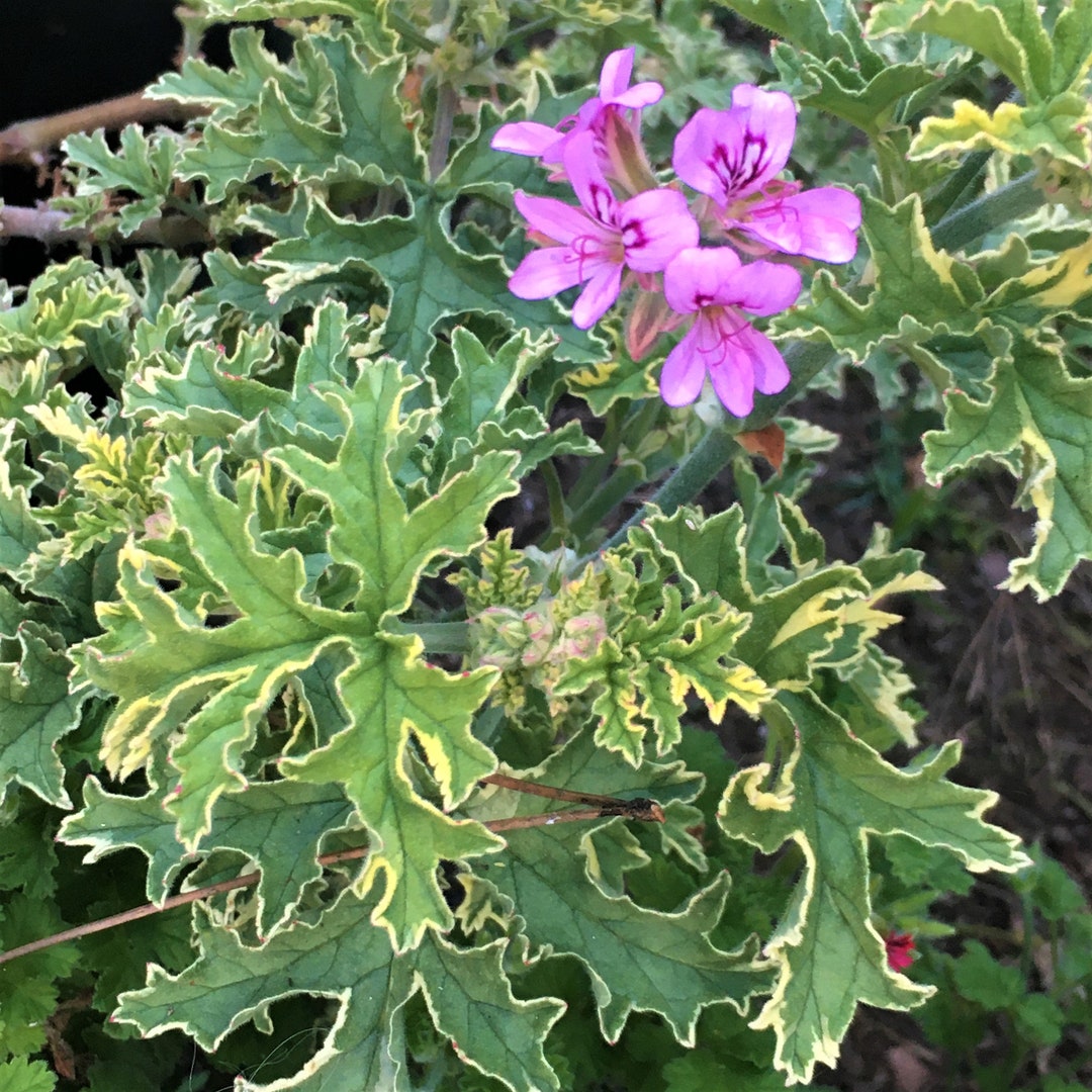 Scented Geranium 'lady Plymouth' - Etsy