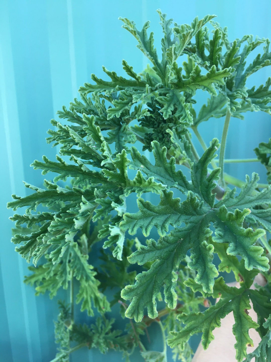 Scented Geranium 'citronella', Pelargonium Citrosa - Etsy