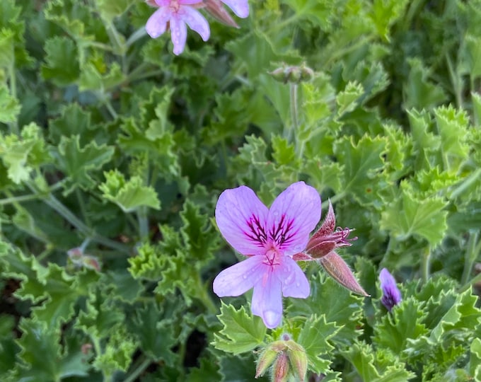 Scented Geranium 'lime' - Etsy