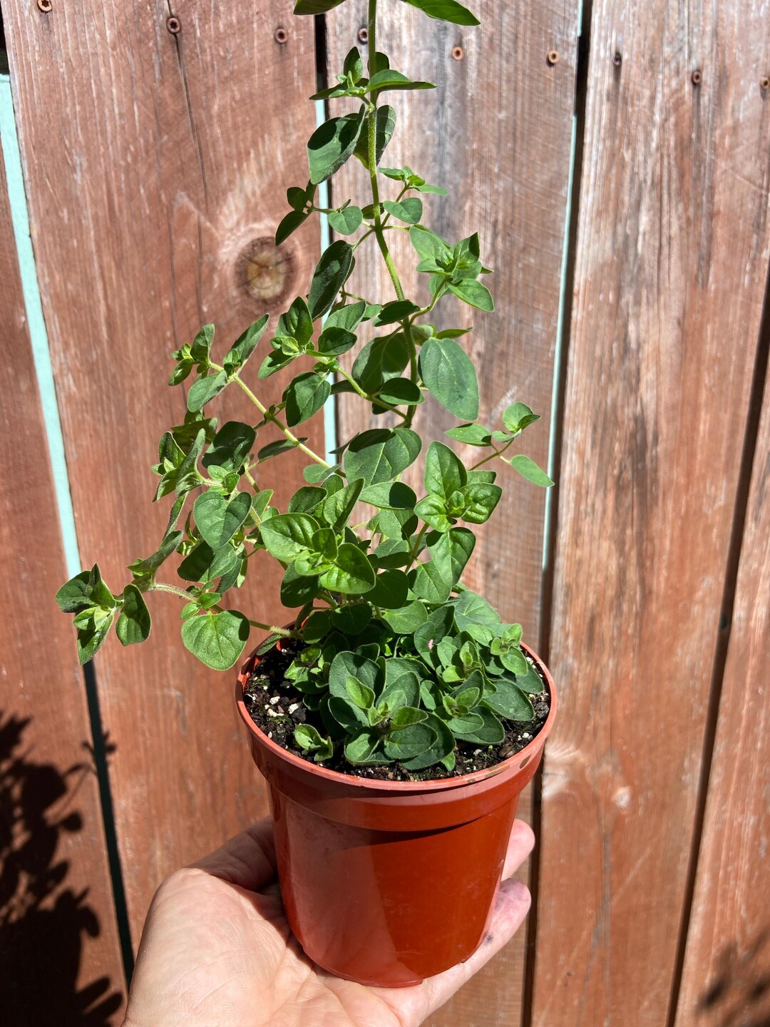 Greek Oregano Plant: Spicy Herb, Pollinator Friendly - Etsy