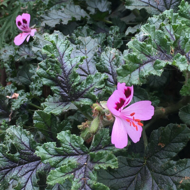 Hardy Geranium - Etsy