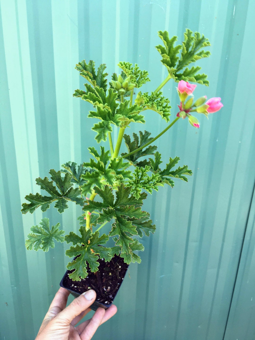 Scented Geranium 'apricot' - Etsy