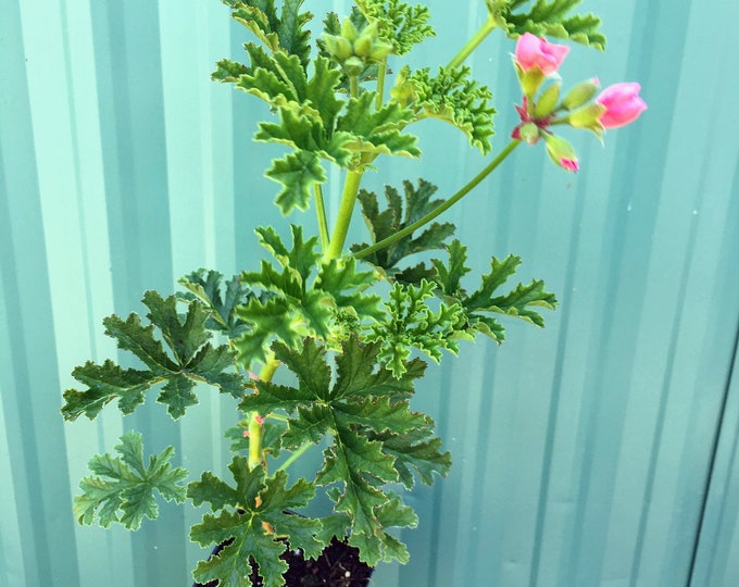 Scented Geranium 'apricot' - Etsy