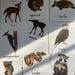 Forest Animal Flashcards, Printable Animal Flashcards, Homeschool ...