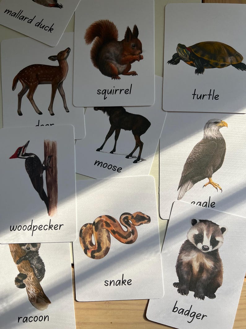 Forest Animal Flashcards, Printable Animal Flashcards, Homeschool ...