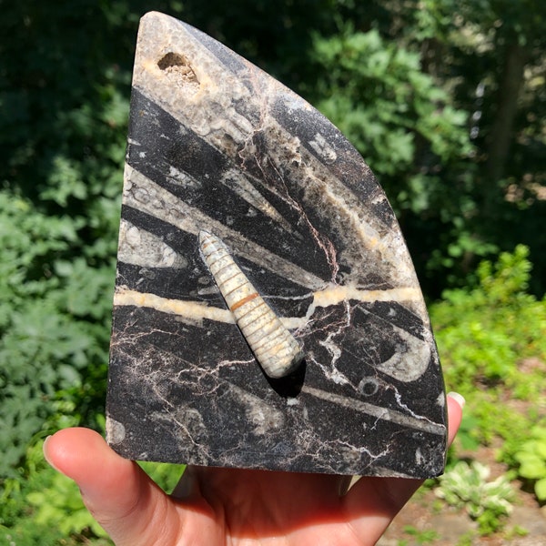 Fossil Stone - Etsy