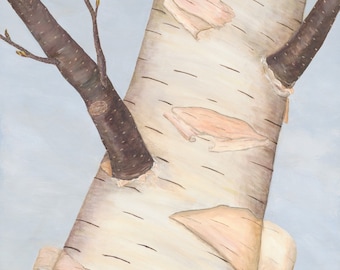 Trees of the Northeast Birch Bark Poster 18x24: 9 Unique Birch Tree ...