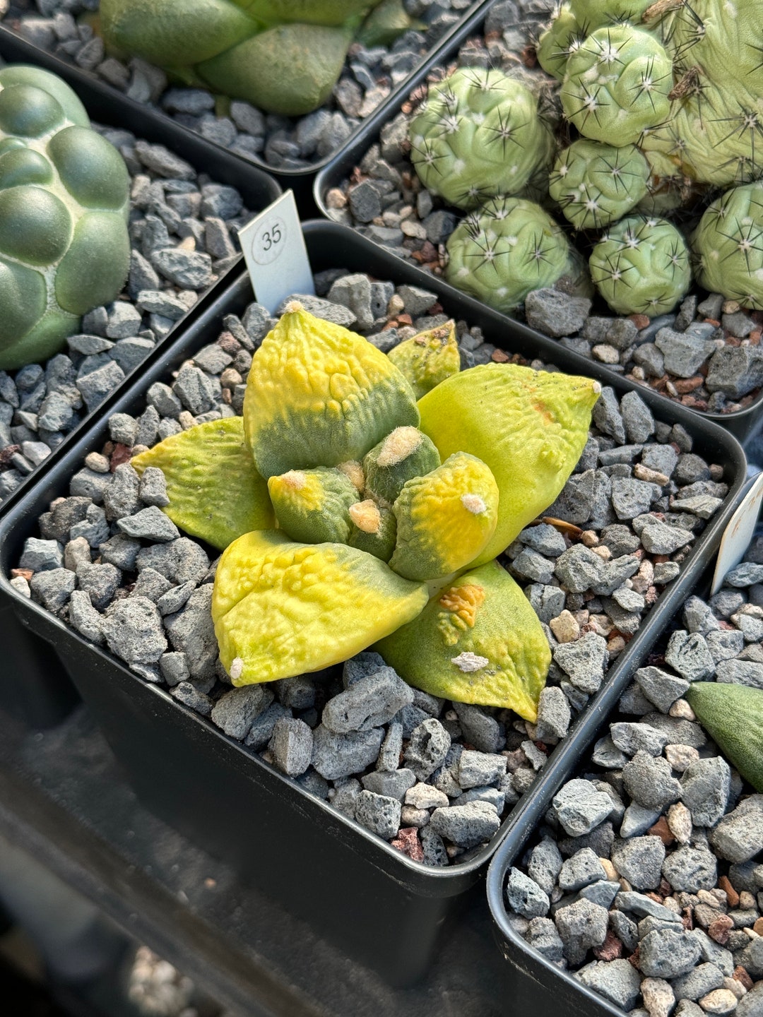 Ario Cactus Lloydii X Cauliflower Cv. Yellow Cactus From Seed No35 - Etsy