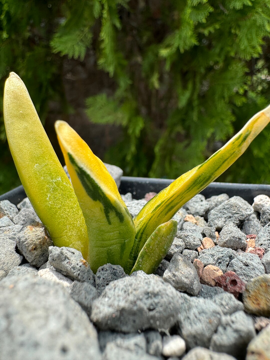 Ario Cactus Retusus Variegated From Seed No82 - Etsy