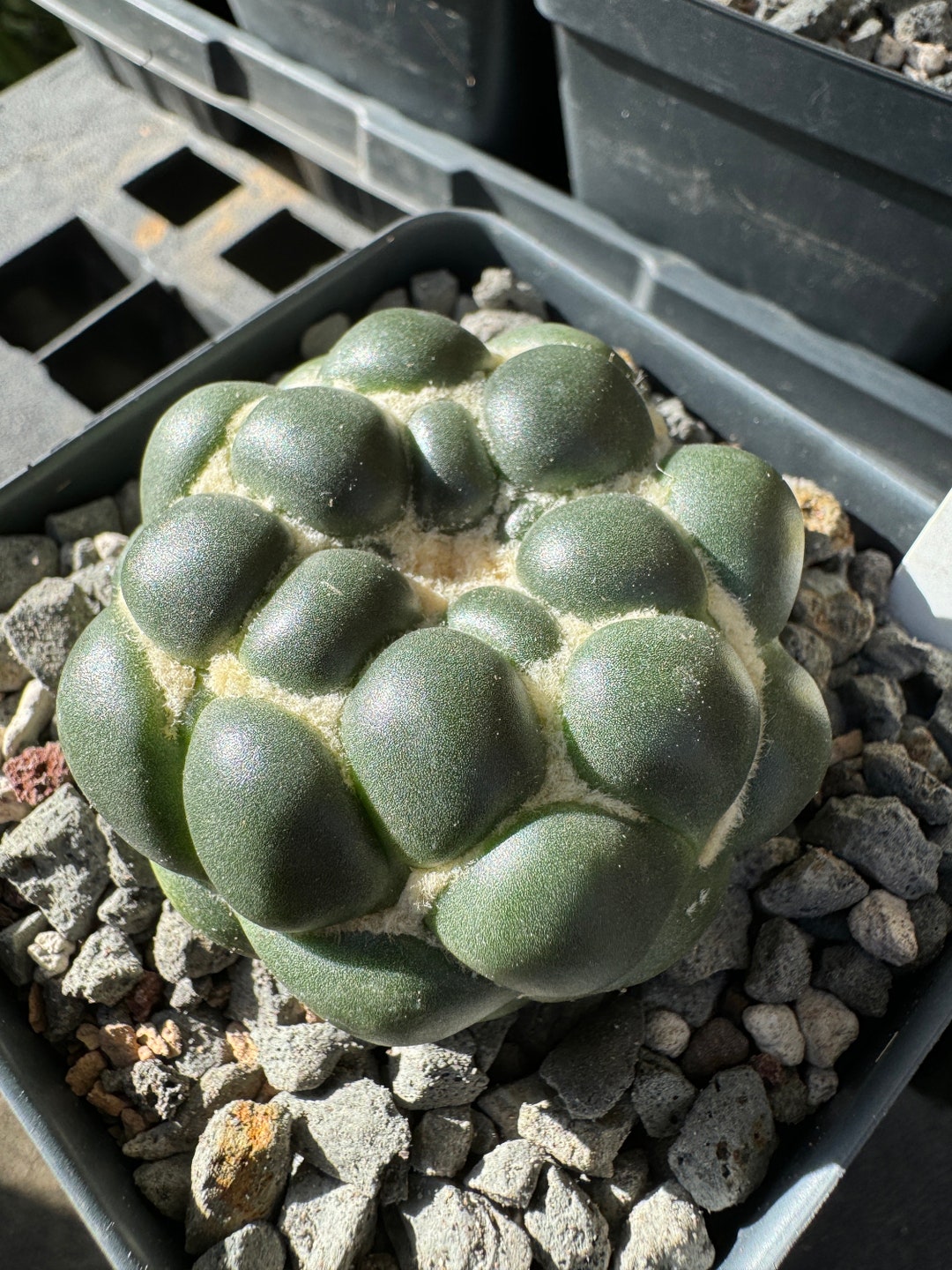 Coryphantha Elephantidens Inermis Live Rare Cactus From Seed FAT ...