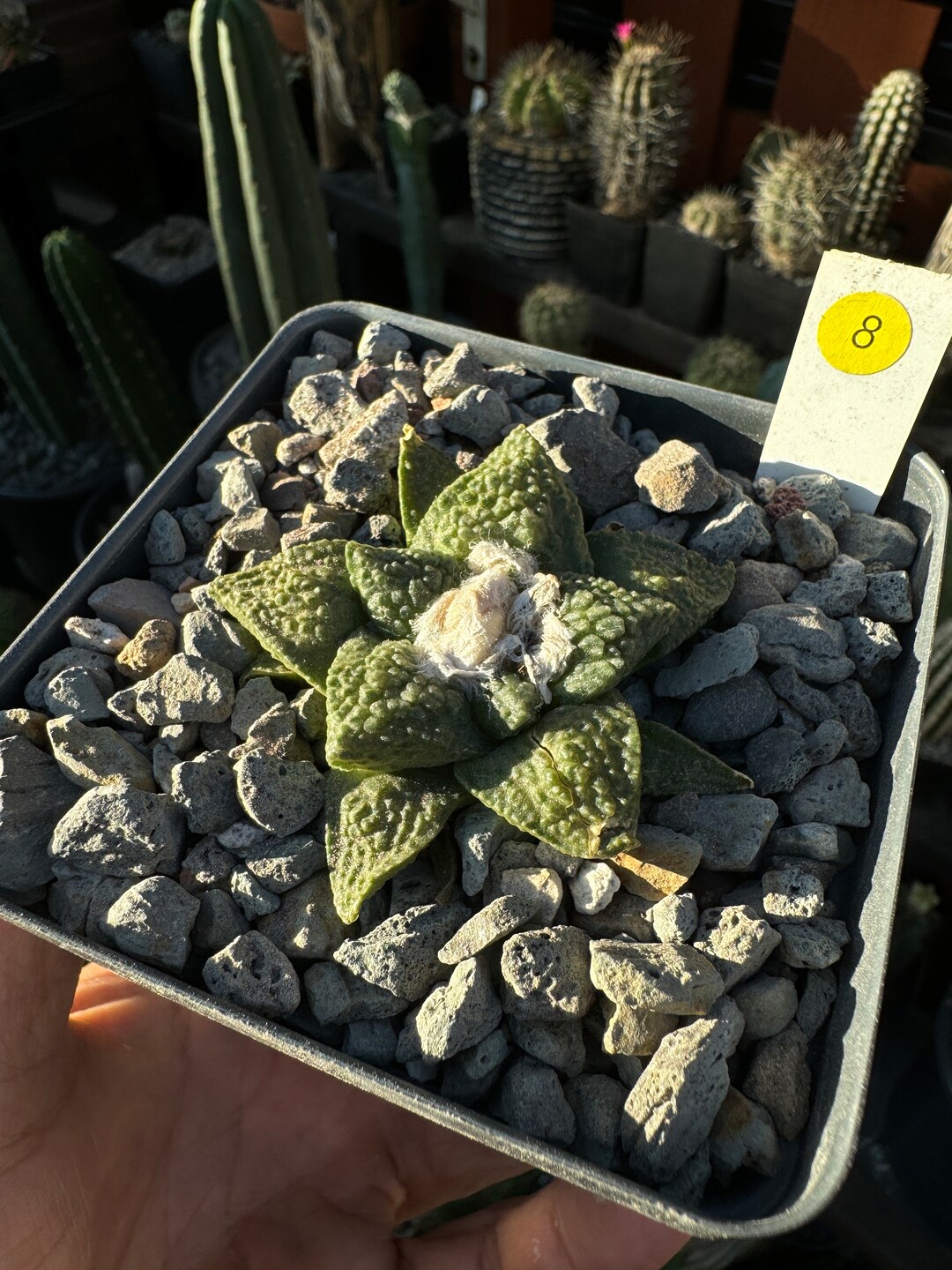 Ario Cactus Gozilla From Seed Y8 - Etsy