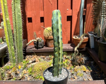 Grecas Cactus - Etsy