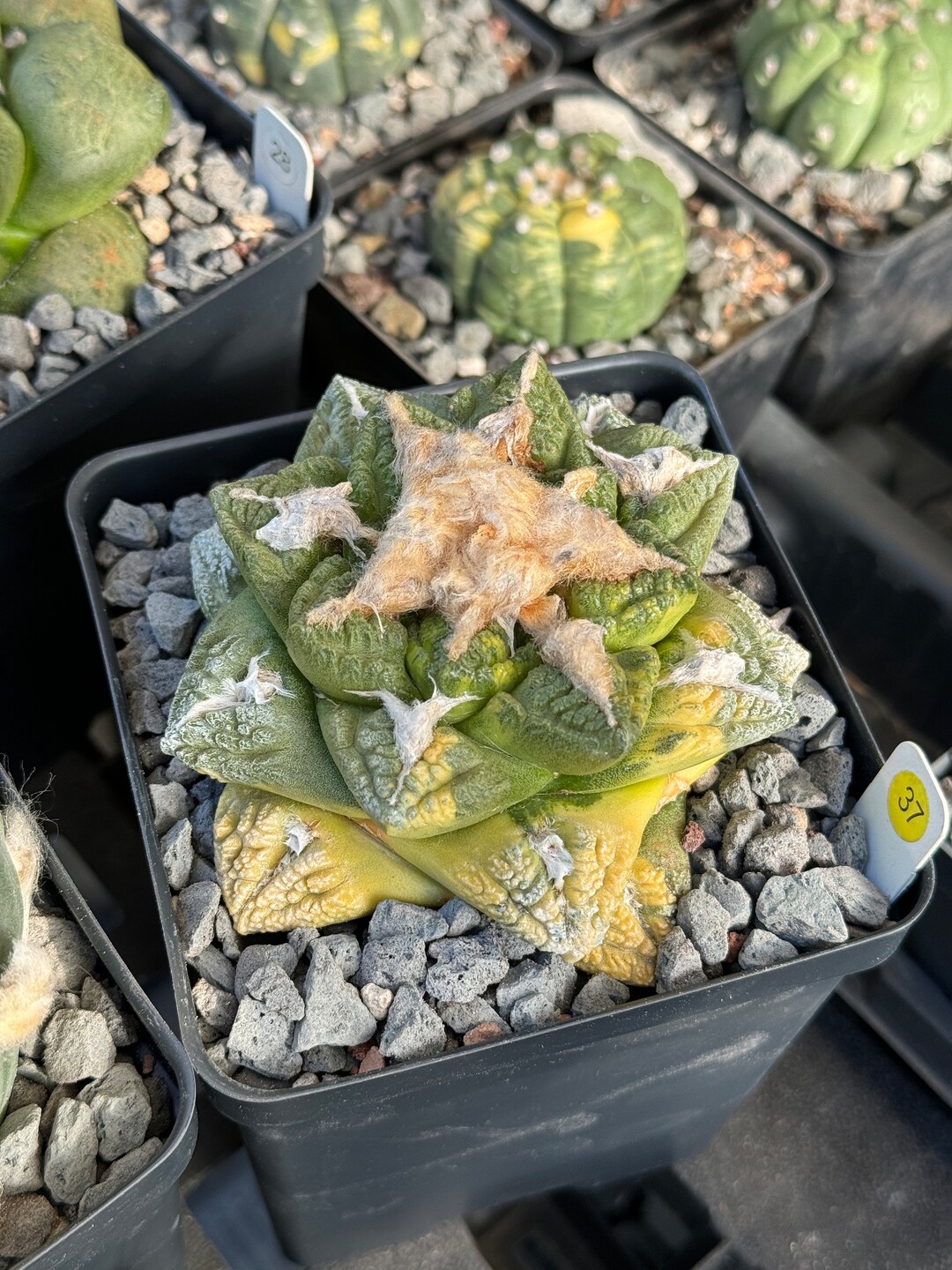 Ario Cactus Fissuratus Variegata From Seed Y37 - Etsy