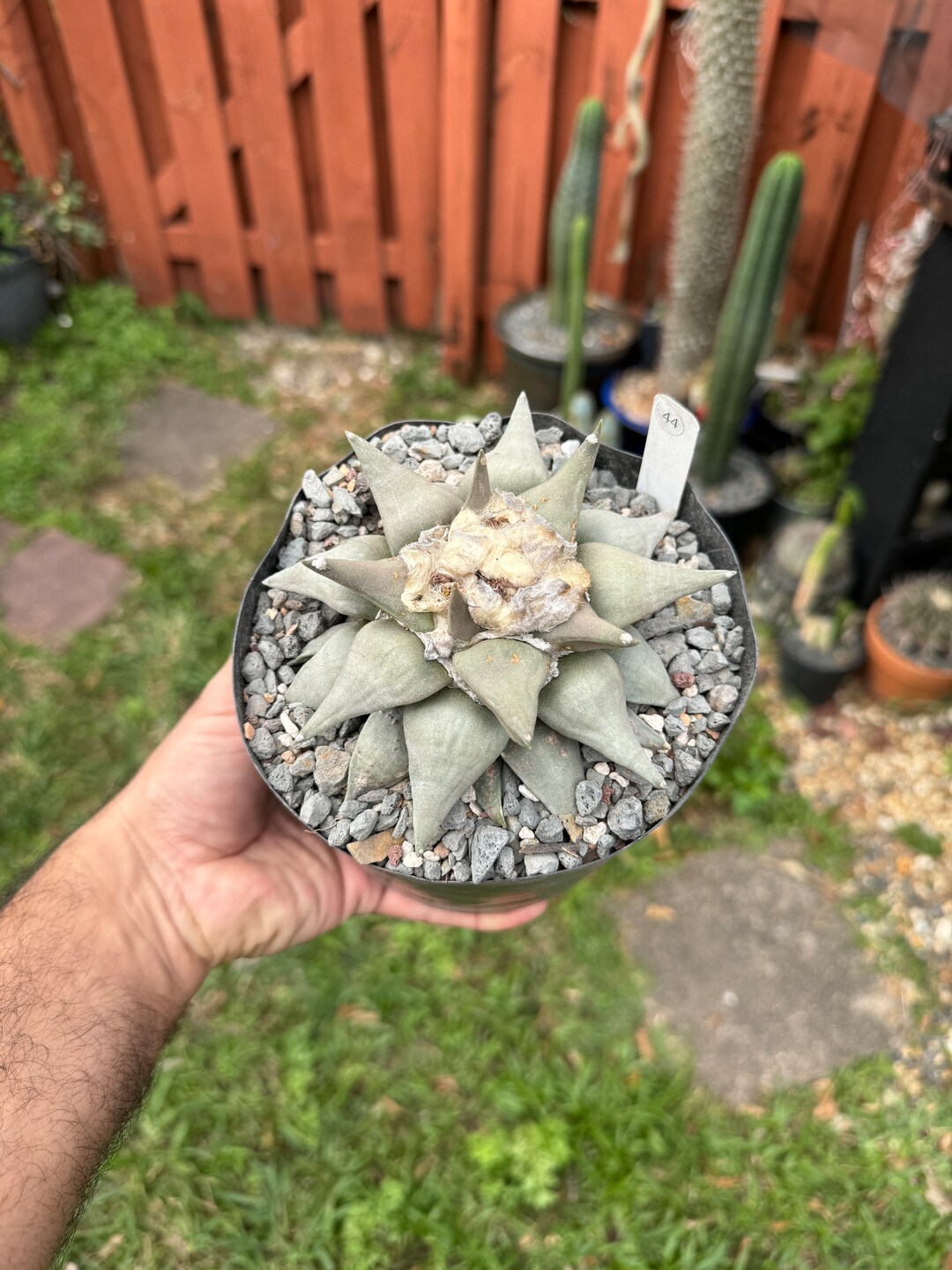 Ario Cactus Retusus From Seed No44 - Etsy