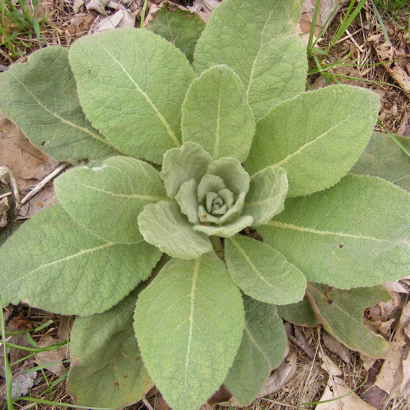 Mullein Plant - Etsy