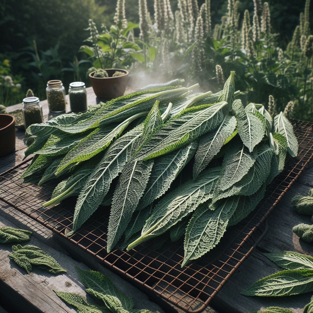 Dried Raw Mullein Herb Sustainably Harvested Wild Harvested Ponderosa ...