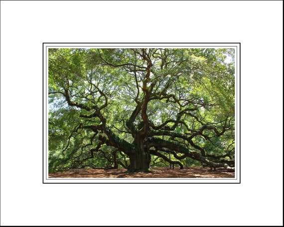 Angel Oak Iconic Charleston South Carolina Imagery Full - Etsy