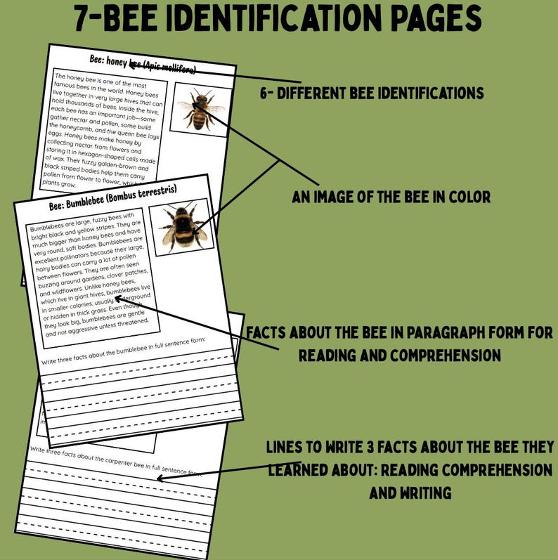 Bee Life Cycle Activities for Kids | 12-page Printable Project With ...