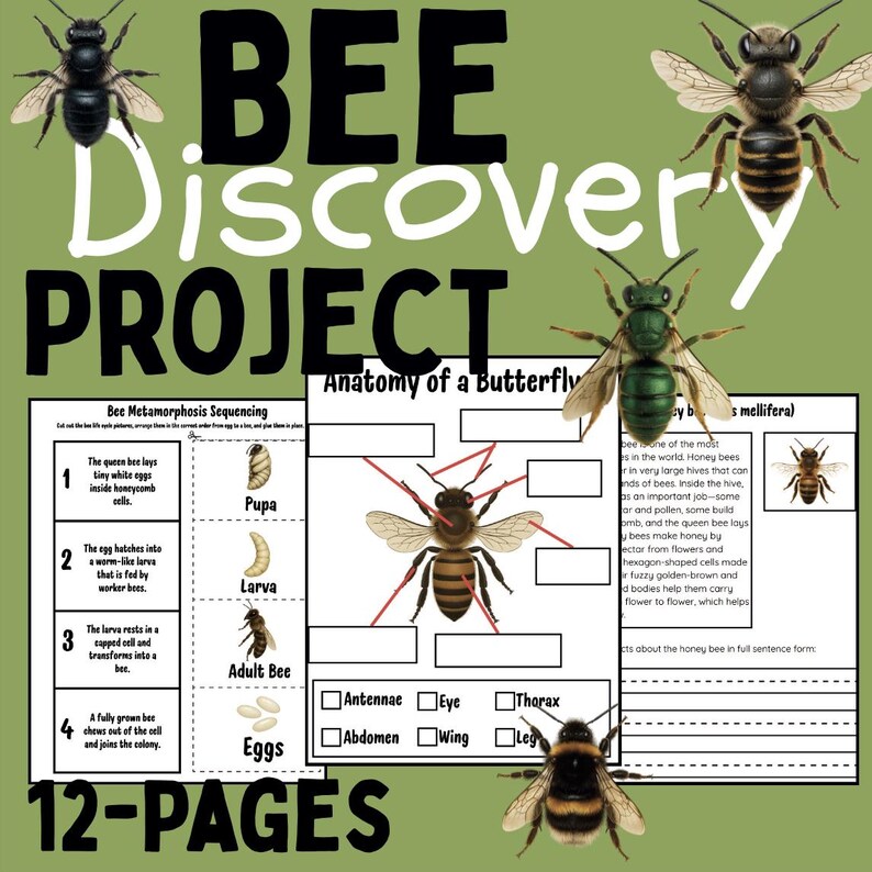 Bee Life Cycle Activities for Kids | 12-page Printable Project With ...