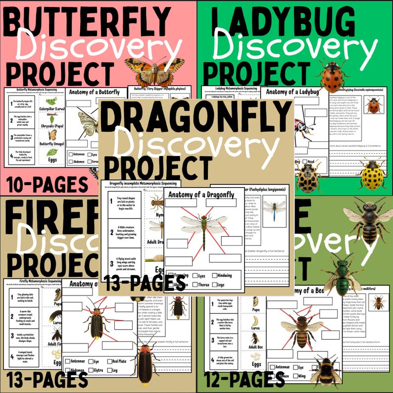 Insect Activity Bundle: Life Cycle Worksheets, Coloring Pages (digital ...