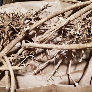 Devils Shoestring,is Used for Protection, to trip up the Devil Making ...