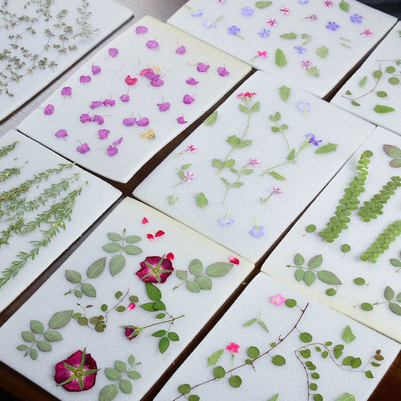Flower Press Kitwood Board Flowers Pressed Kitdry Leaves | Etsy