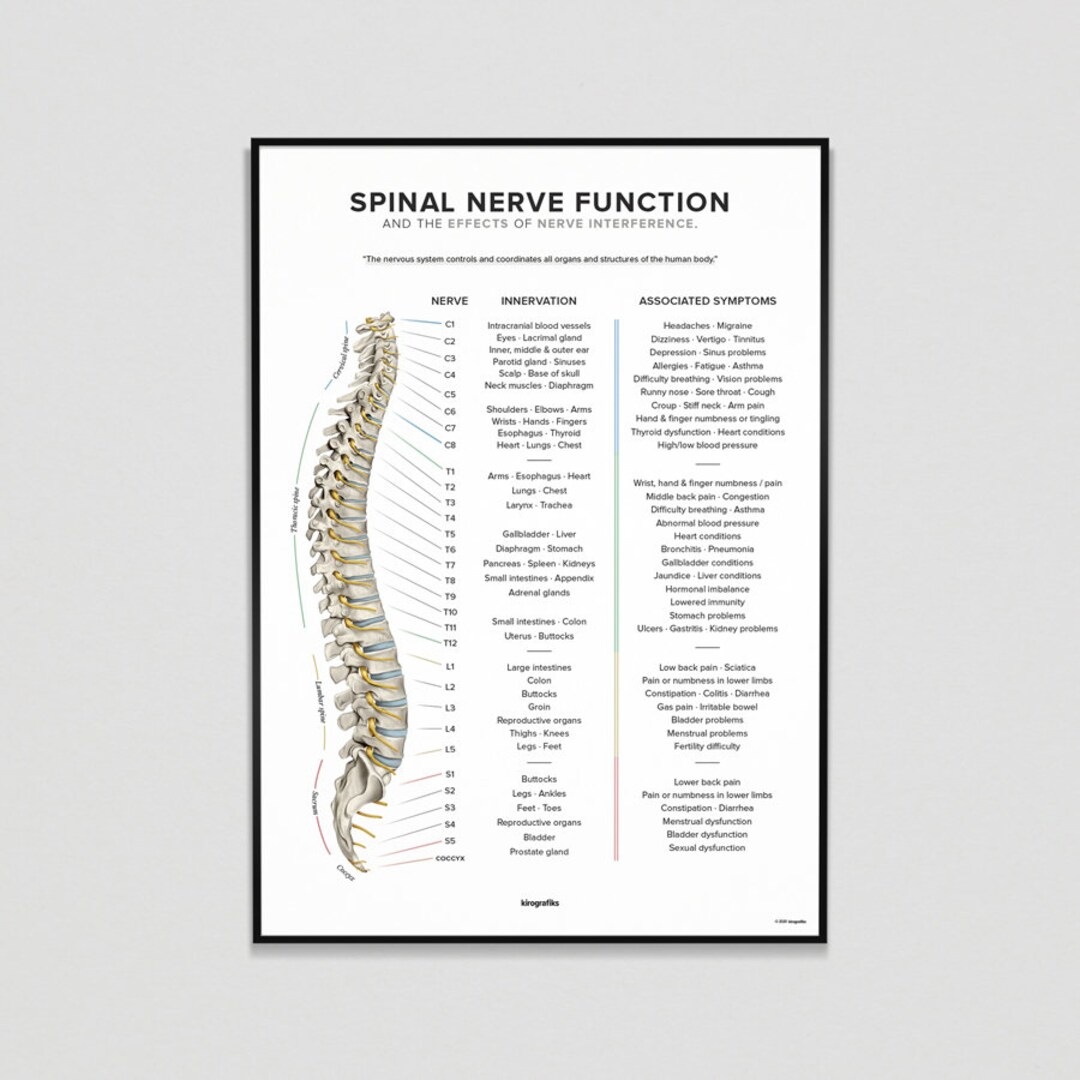 Spinal Nerve Function Chart - Etsy