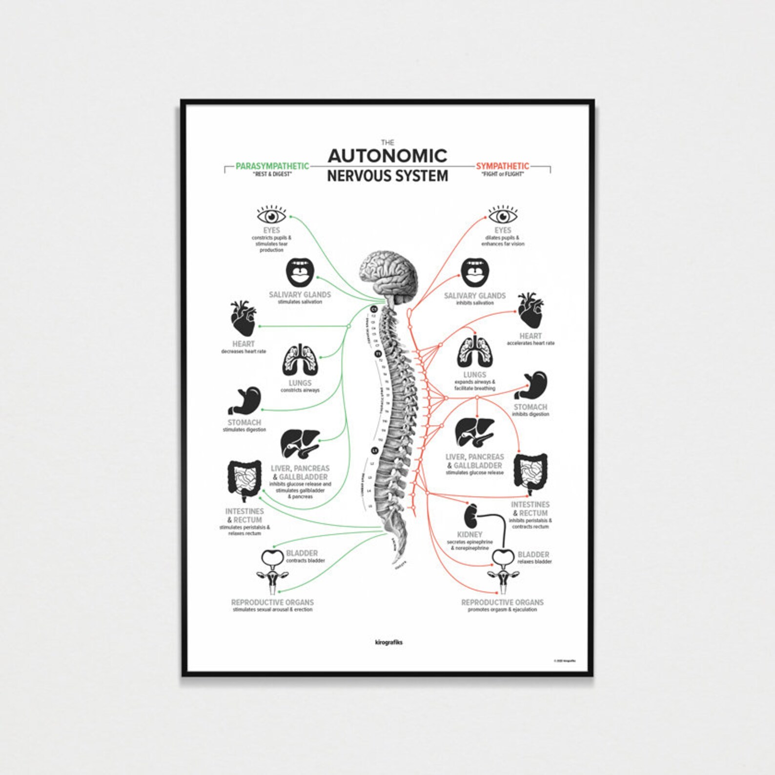 The Autonomic Nervous System ICON X DARK - Etsy