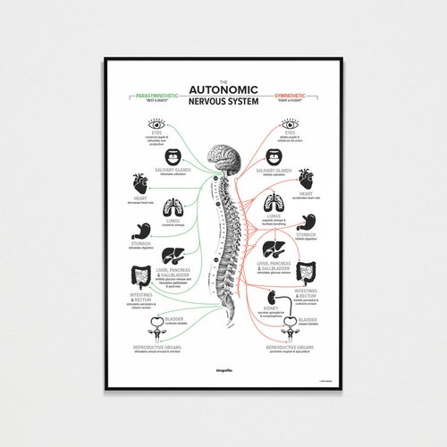 Autonomic Nervous System Chart - Etsy
