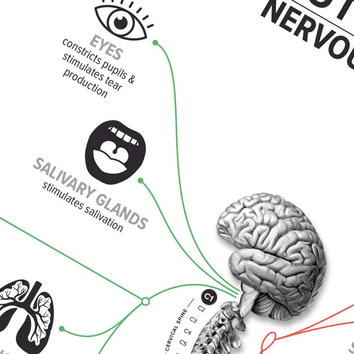 The Autonomic Nervous System ICON X DARK | Etsy
