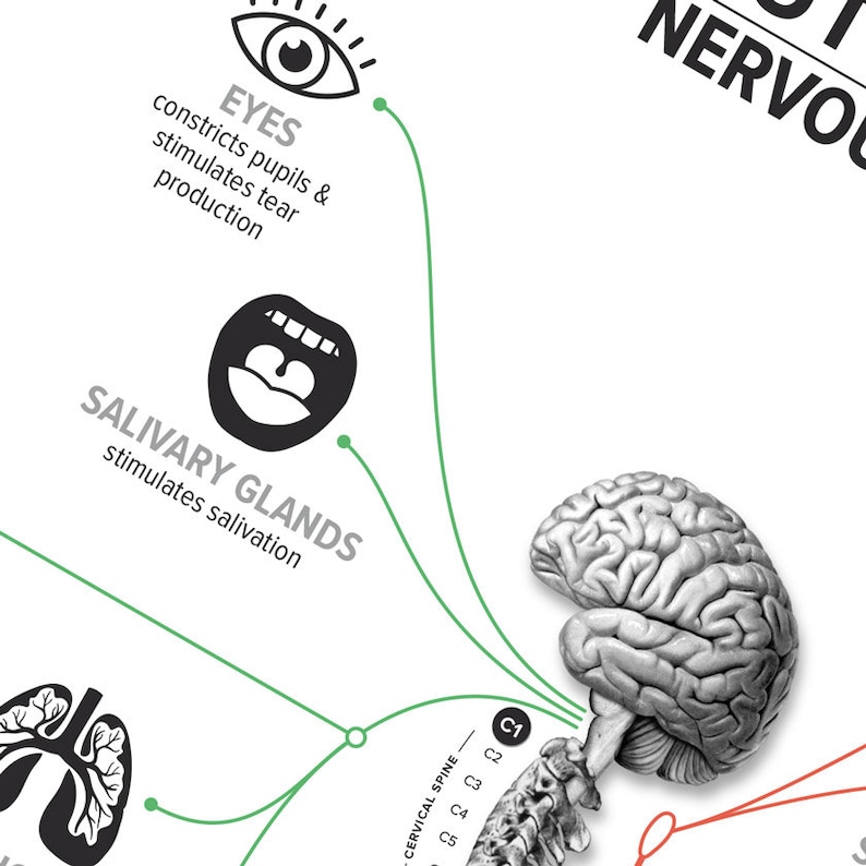 The Autonomic Nervous System ICON X DARK | Etsy