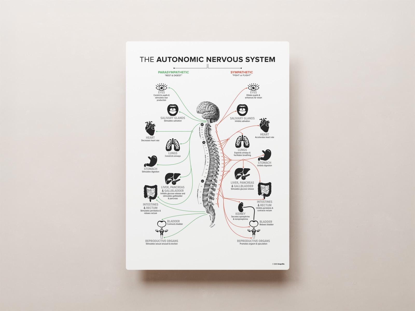 The Autonomic Nervous System (ICON X) DARK - Etsy Australia