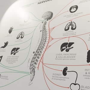 AUTONOMIC NERVOUS SYSTEM - Wall Decal (digital Download) - Etsy