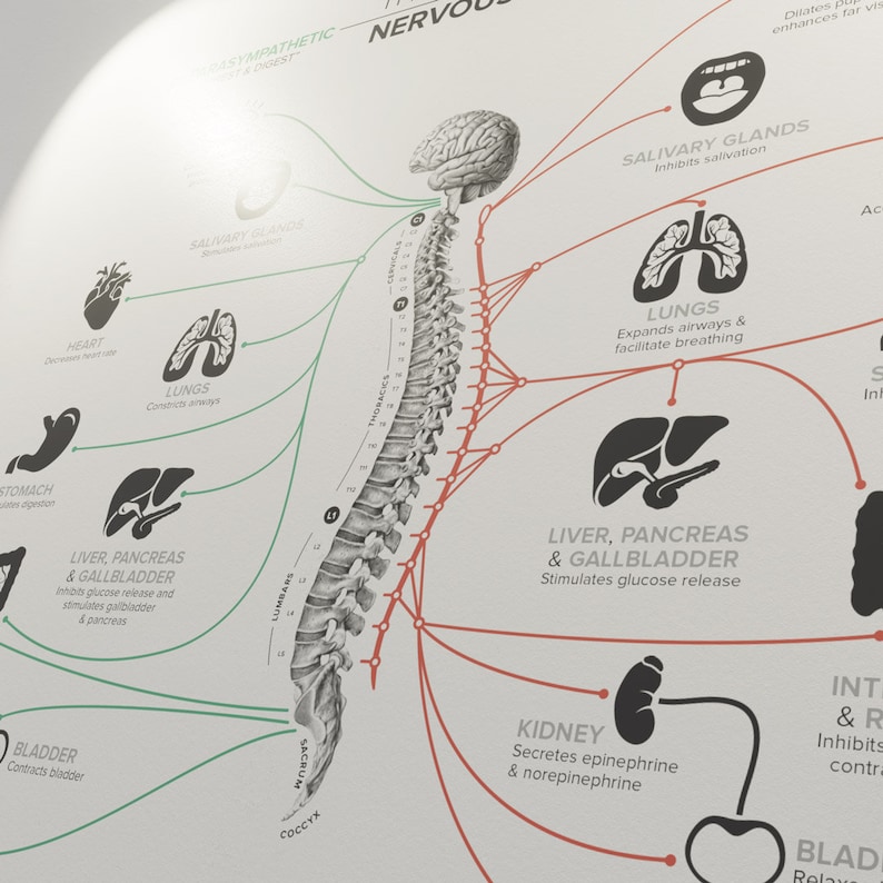 AUTONOMIC NERVOUS SYSTEM - Wall Decal (digital Download) - Etsy