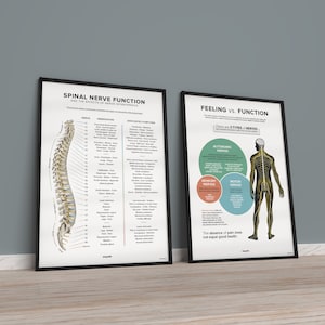 Spinal Nerve Function Chart (dark) - Etsy Canada