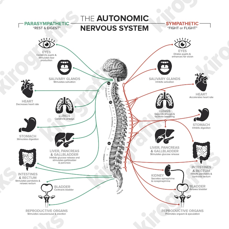 AUTONOMIC NERVOUS SYSTEM - Wall Decal (digital Download) - Etsy