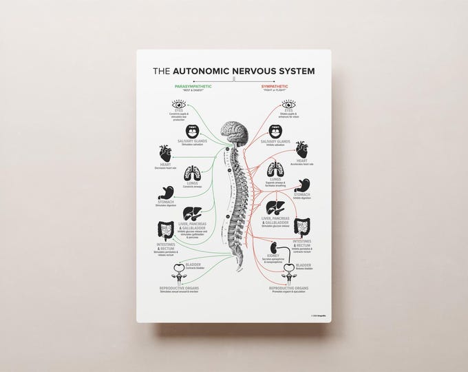 The Autonomic Nervous System (ICON X) DARK - Etsy Australia