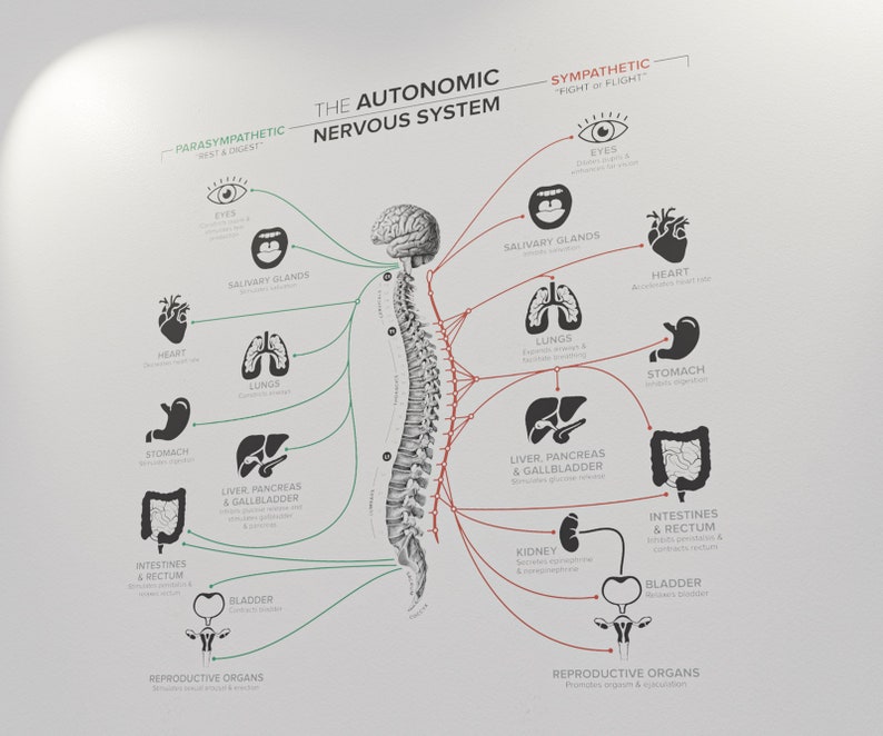 AUTONOMIC NERVOUS SYSTEM - Wall Decal (digital Download) - Etsy